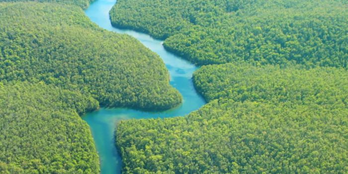 Rückgang der Rodung im Amazonas-Regenwald? | wetter.com