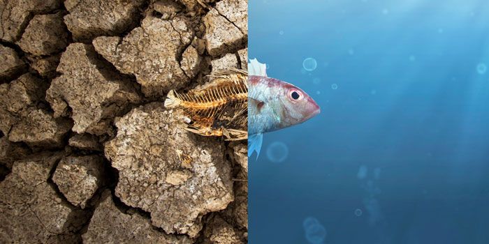 Durch den Klimawandel: Millionen toter Tiere durch Hitzewellen vor US ...