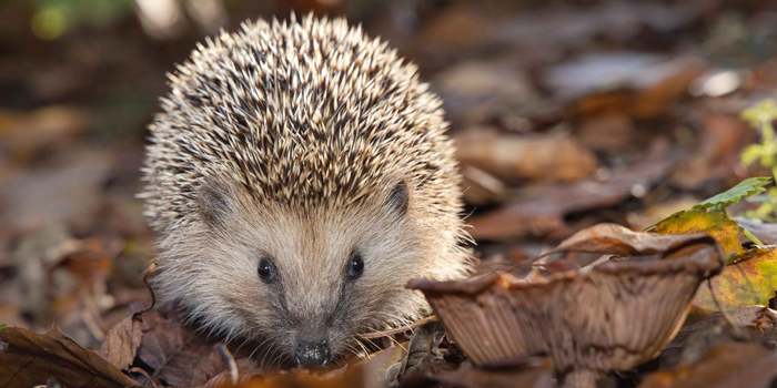 Milde Winter haben Folgen für unsere Tiere | wetter.com