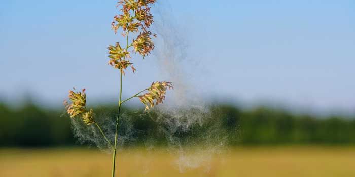 Gräserpollen: Pollenflugkalender, Arten und Allergie | wetter.com