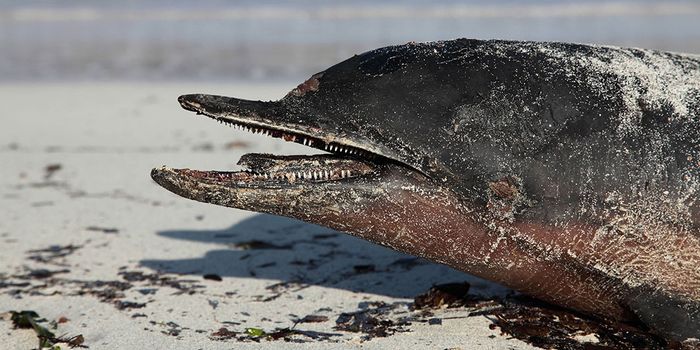 Schwarzes Meer Tiere
