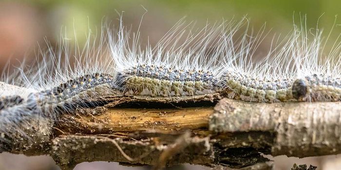 Gefährlicher Eichenprozessionsspinner breitet sich aus: So wird er bekämpft | wetter.com